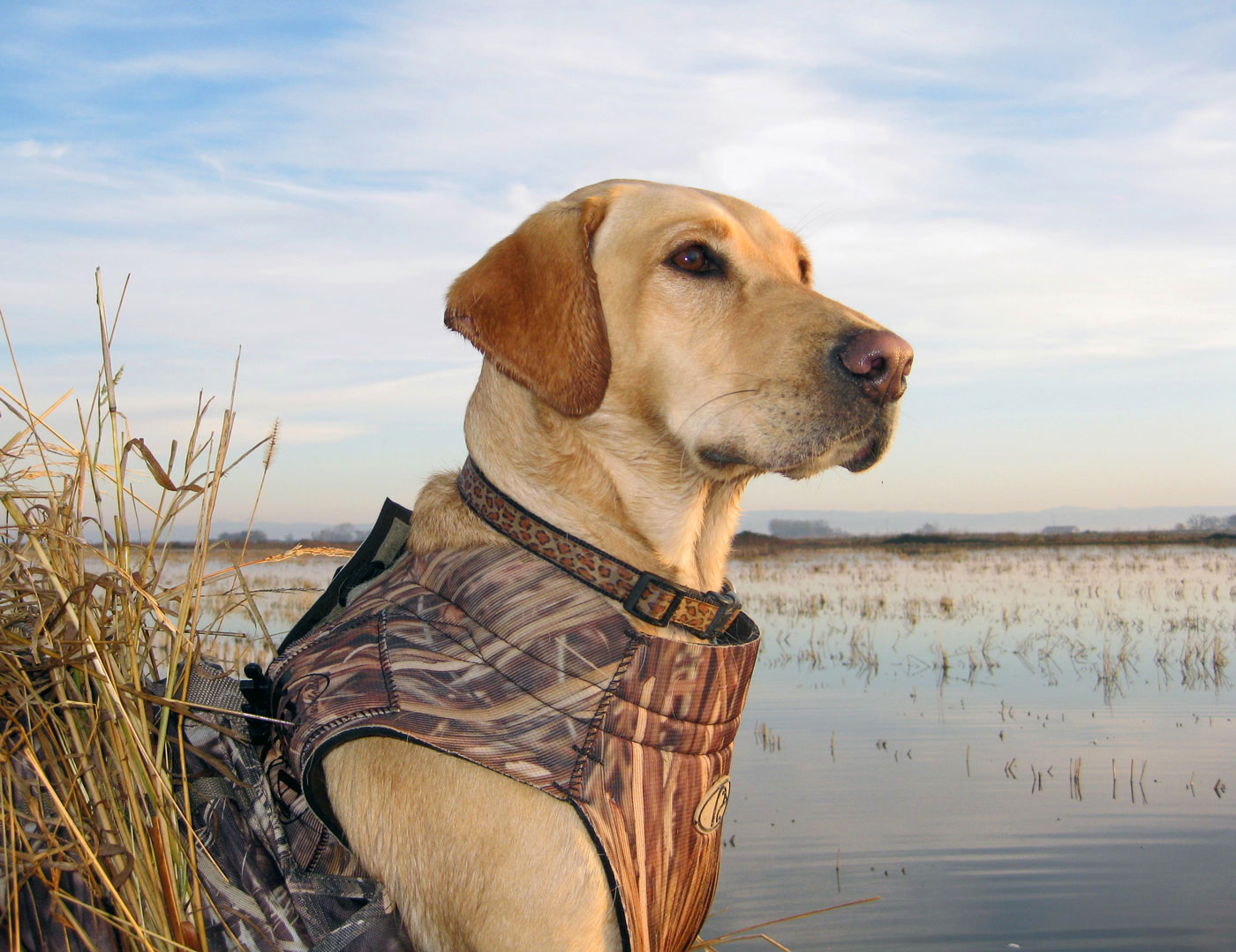 Zenhunting | A journal of hunting and discovery, the swaying of ...